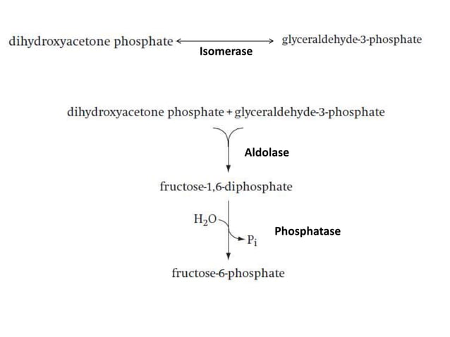 Chemolithotrophy: CO2 fixation, calvin cycle and key enzymes | PPTX