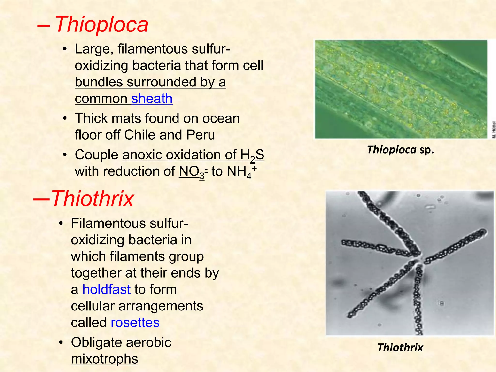 Chemolithotrophy sulfur oxidation metabolism | PPTX