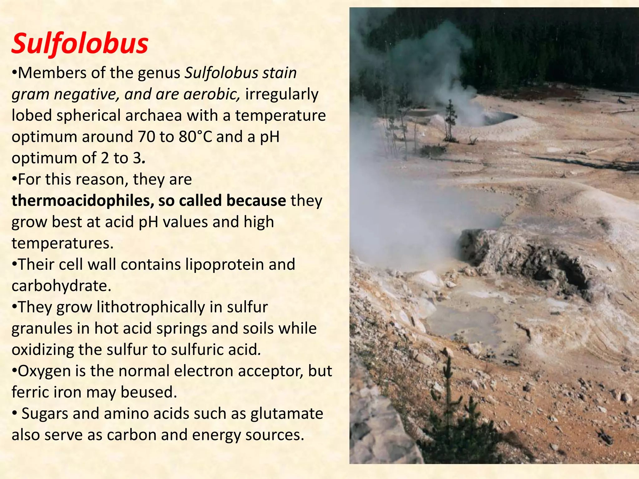 Chemolithotrophy sulfur oxidation metabolism | PPTX