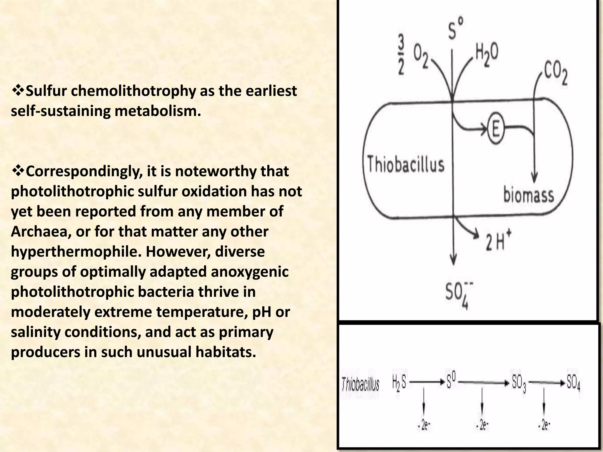 Chemolithotrophy sulfur oxidation metabolism | PPTX