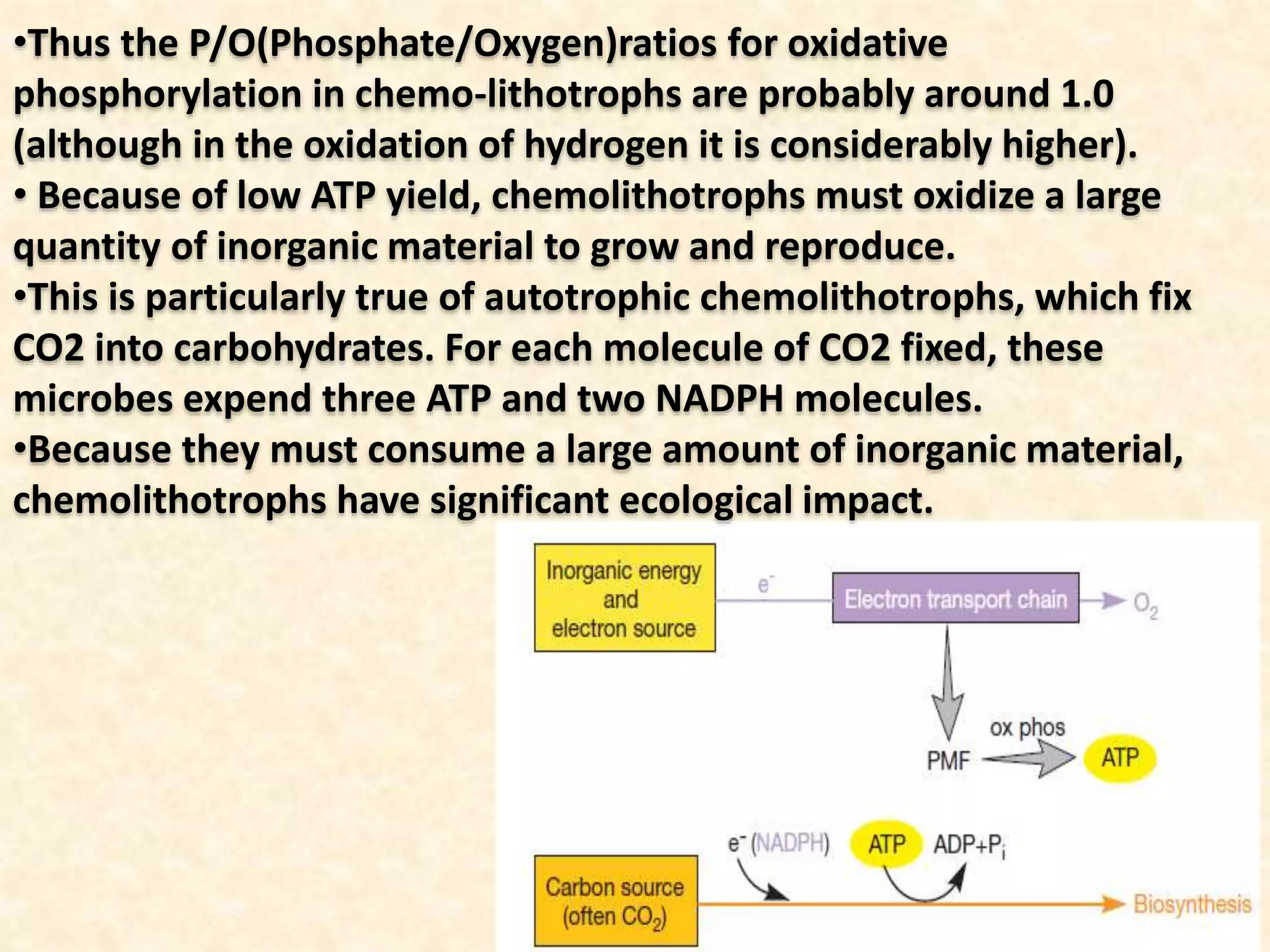 Chemolithotrophy sulfur oxidation metabolism | PPTX