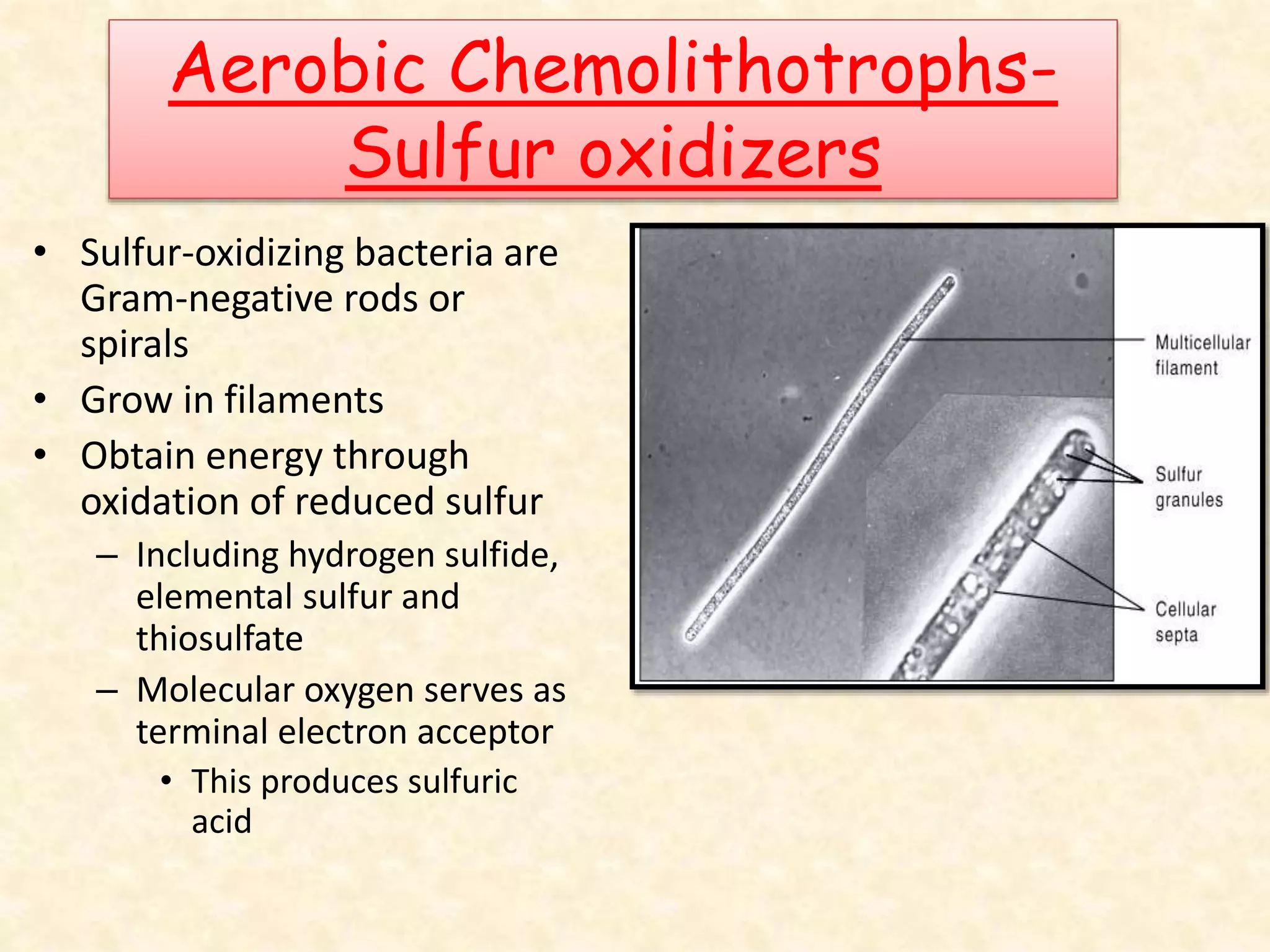 Chemolithotrophy sulfur oxidation metabolism | PPTX