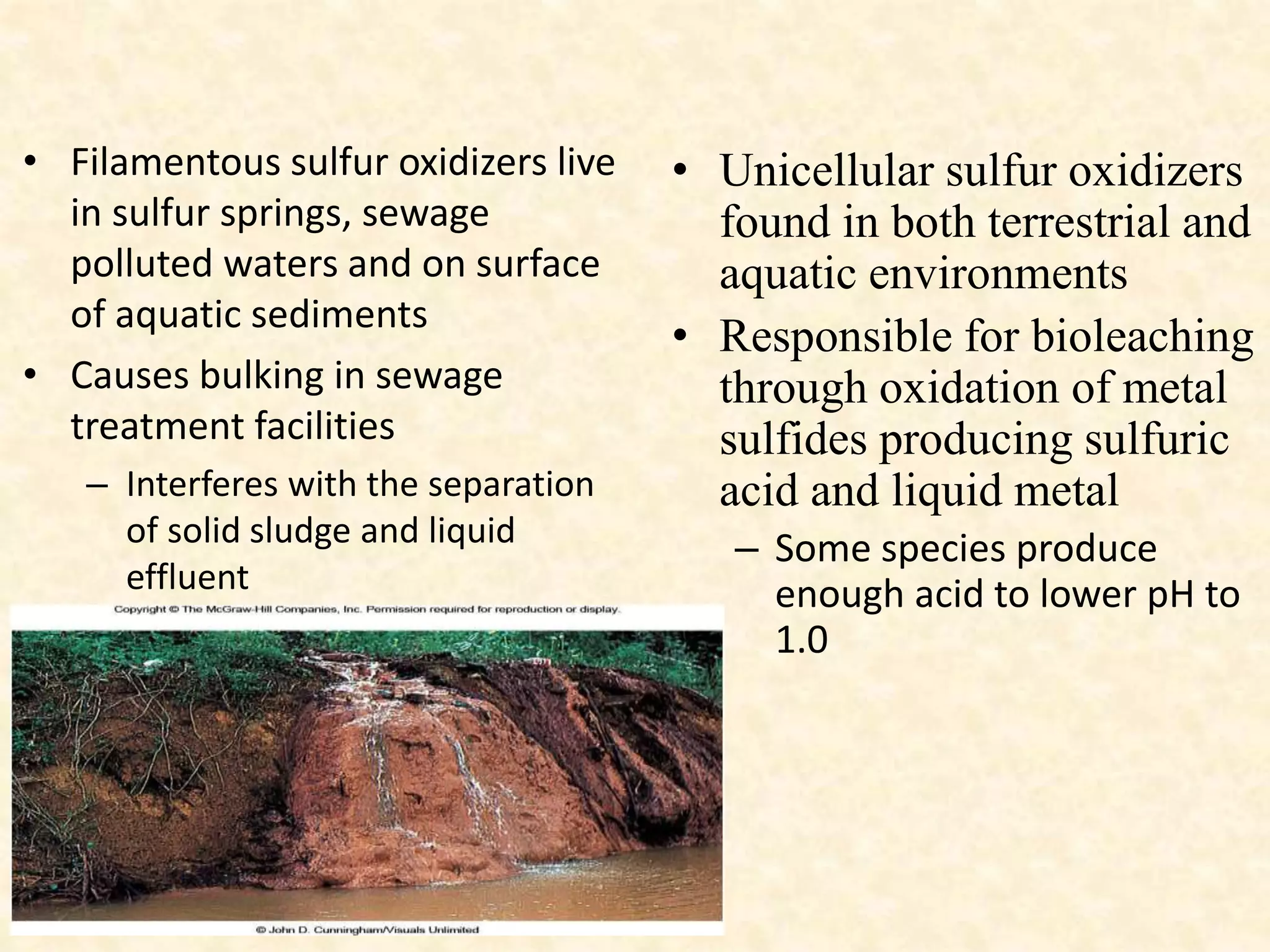 Chemolithotrophy sulfur oxidation metabolism | PPTX
