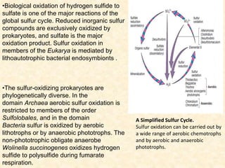 Chemolithotrophy sulfur oxidation metabolism | PPTX