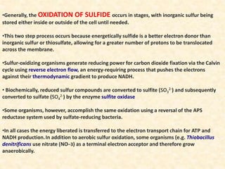 Chemolithotrophy sulfur oxidation metabolism | PPTX