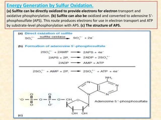 Chemolithotrophy sulfur oxidation metabolism | PPTX