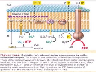 Chemolithotrophy sulfur oxidation metabolism | PPTX | Chemistry | Science