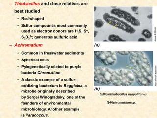 Chemolithotrophy sulfur oxidation metabolism | PPTX