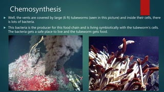 Chemosynthesis Notes | PPTX
