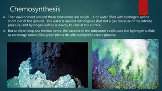 Chemosynthesis Notes | PPTX
