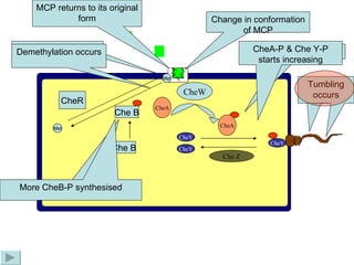 Chemotaxis | PPT