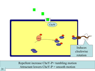 Chemotaxis | PPT