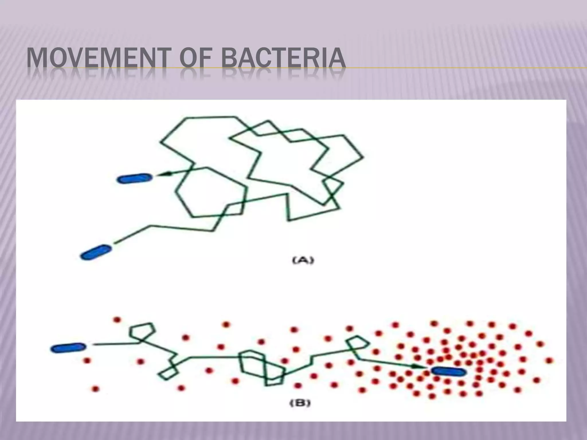 Chemotaxis | PPTX