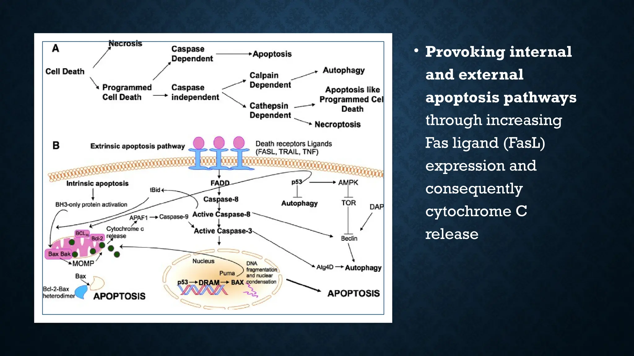Chemotherapy in surgery: systemic cancer treatment | PPT
