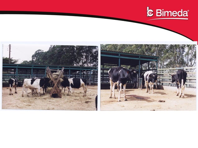 Chemotherapy and east coast fever vaccination by dr. nick mc hardy | PPT