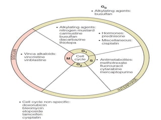 Chemotherapy Drugs And Cell Cycle