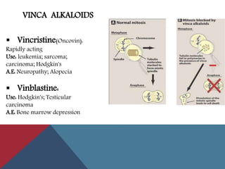 Chemotherapy of cancer | PPTX