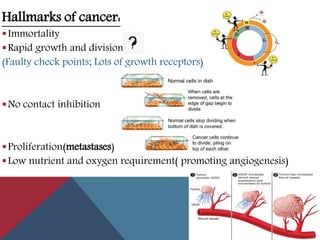 Chemotherapy of cancer | PPT