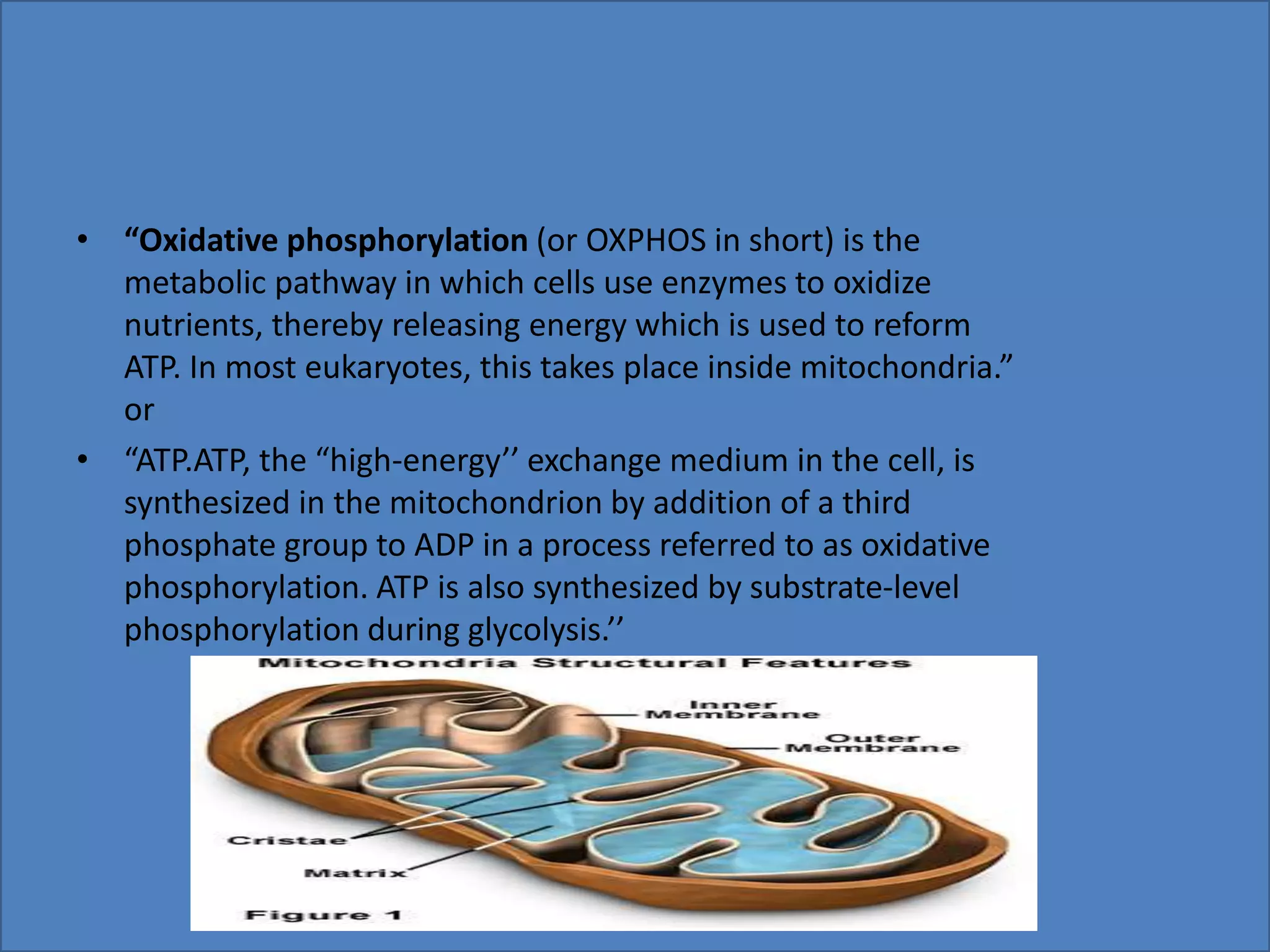 Oxidative Phosphorylation | PPTX