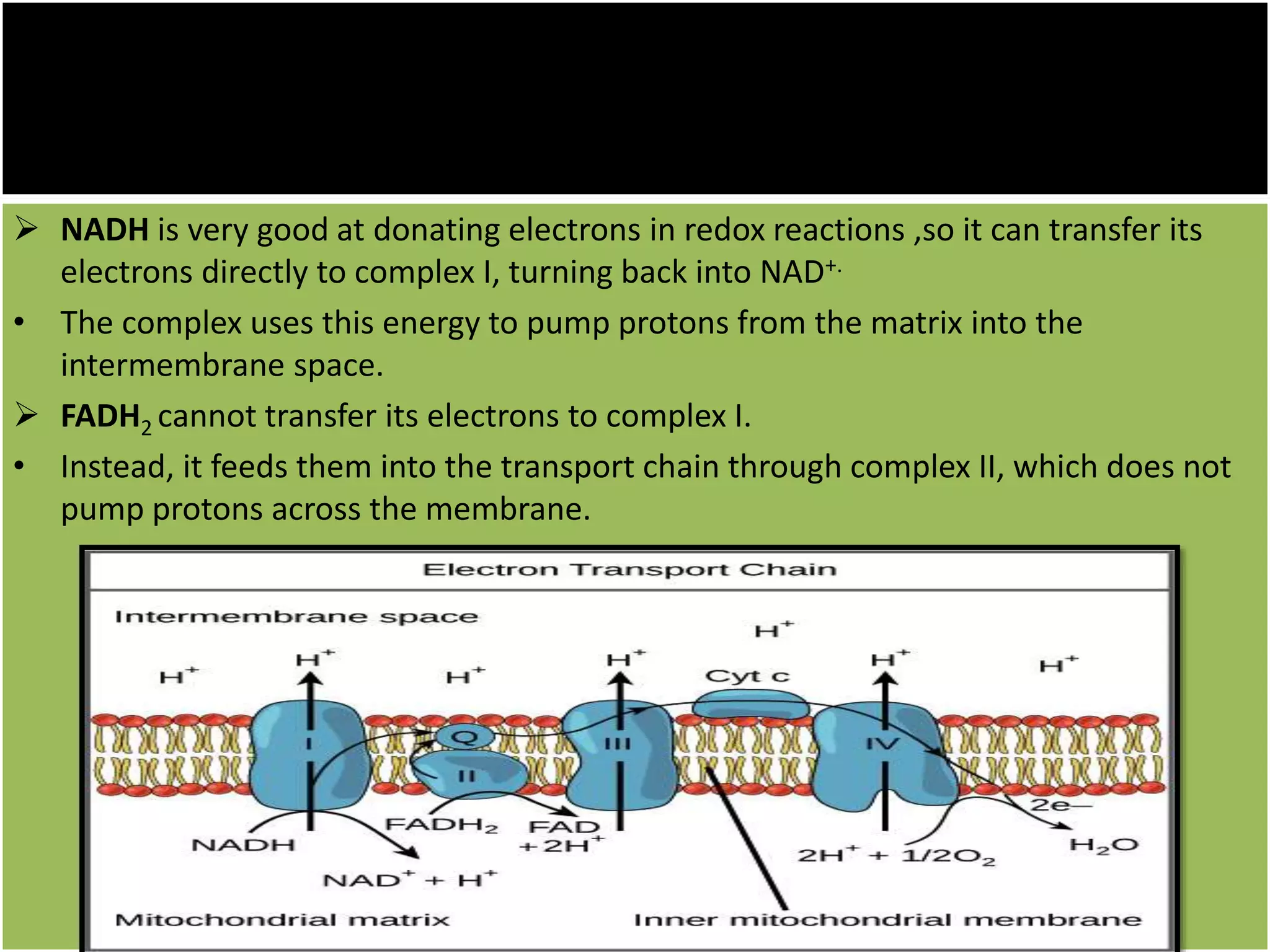 Oxidative Phosphorylation | PPTX