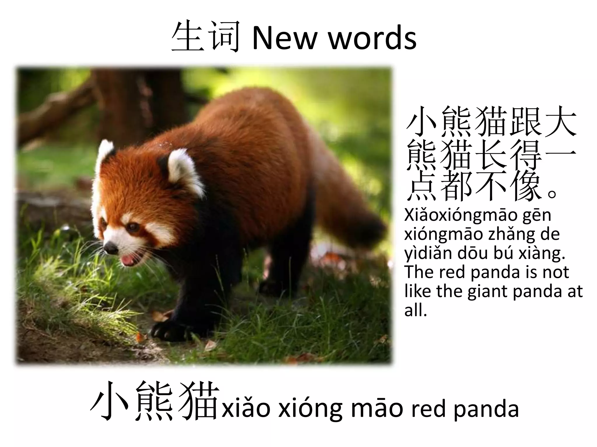 Learning Chinese words through Chengdu panda base | PPTX