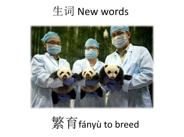 Learning Chinese words through Chengdu panda base | PPTX