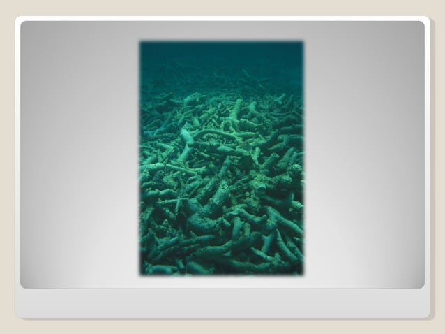 Cheng presentation 104 | PPT