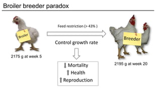 Can rearing feeding strategies improve the laying performance of ...