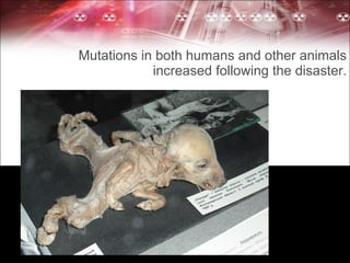 Chernobyl disaster! | PPT