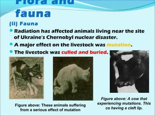 Chernobyl disaster | PPT