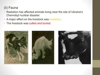 Chernobyl disaster sheikh jalal | PPT