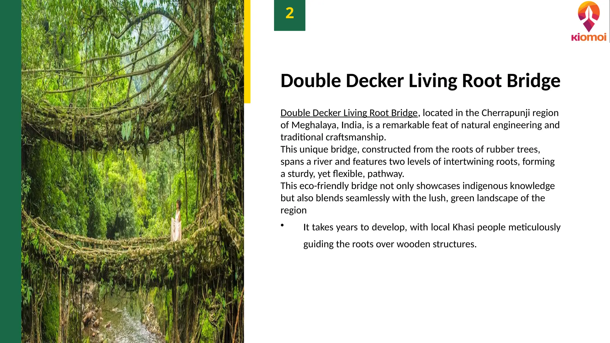 Living Root Bridges: Nature’s Ingenious Architecture | PPTX