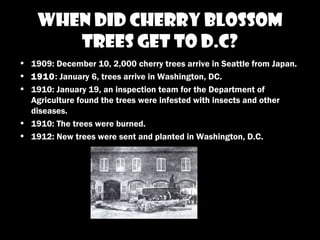 Cherry blossom ppt | PPT