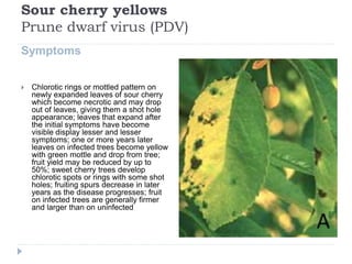 Cherry diseases Lecture By Allah Dad Khan Provincial Coordinator IPM ...