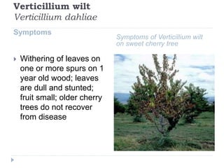 Cherry diseases Lecture By Allah Dad Khan Provincial Coordinator IPM ...