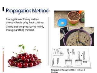 Package Practice of Cherry | PPTX