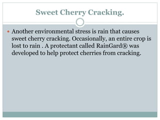 Cherry physiological disorders A Lecture By Allah Dad Khan To FFS ...