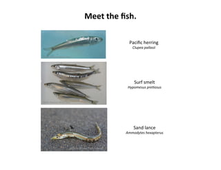 The Ecology of Forage Fish in the Salish Sea | PDF
