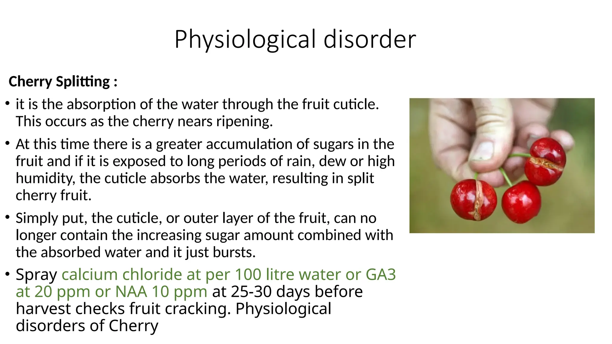 cultivation practices of CHERRY PPT .pptx