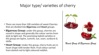 cultivation practices of CHERRY PPT .pptx