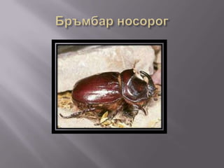 Chervena kniga-na-balgariq | PPT