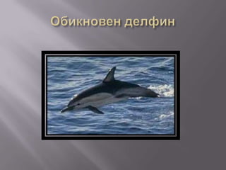 Chervena kniga-na-balgariq | PPT