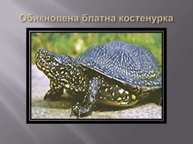 Chervena kniga-na-balgariq | PPT