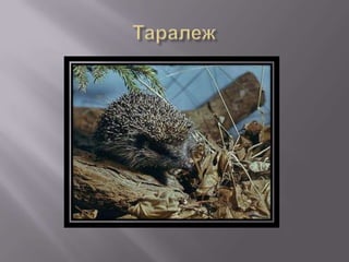 Chervena kniga-na-balgariq | PPT