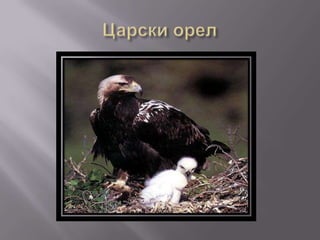 Chervena kniga-na-balgariq | PPT