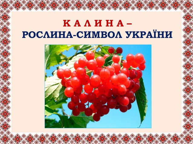 Chervona kalyna | PPTX