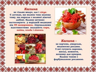 Chervona kalyna | PPTX