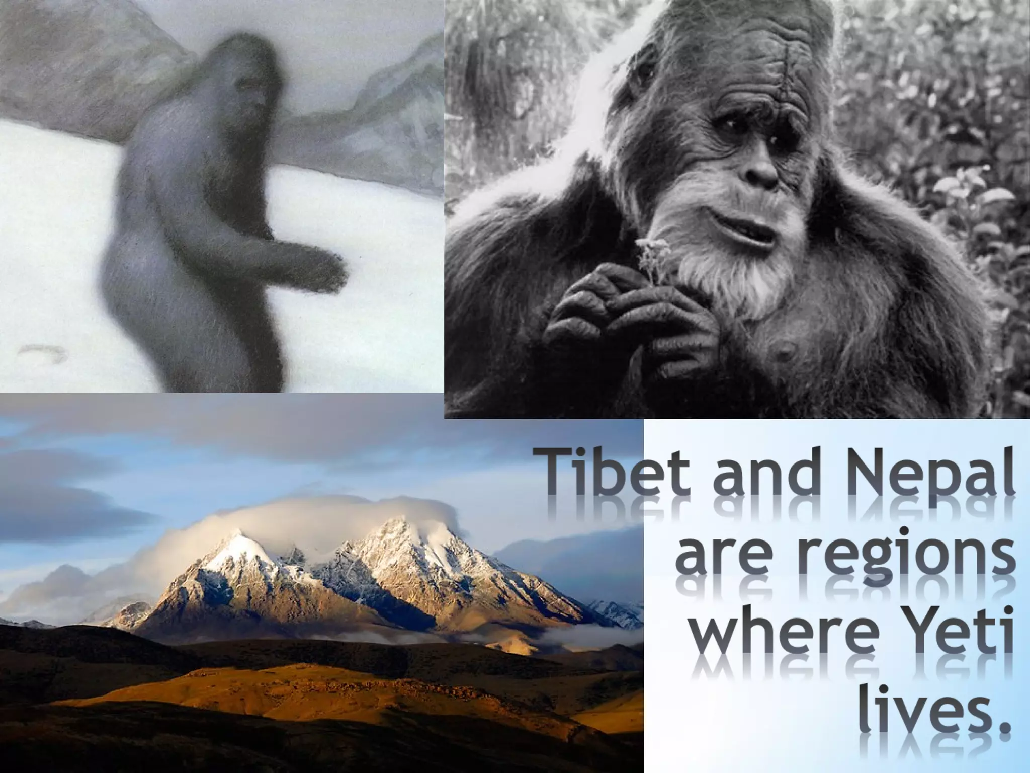 Chesnokova presentation yeti | PPT