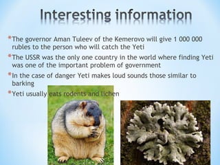 Chesnokova presentation yeti | PPT