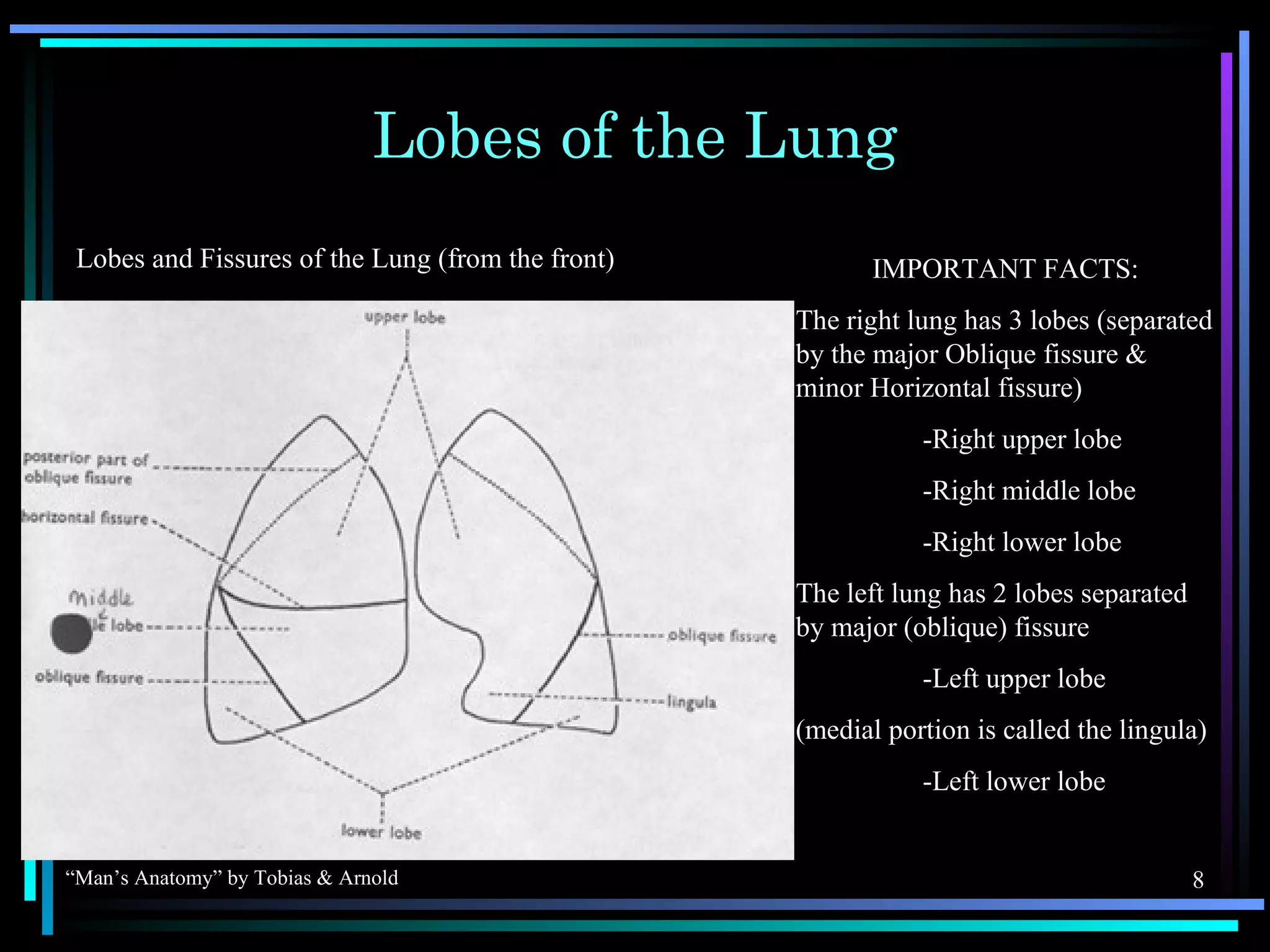 Chest X-ray anatomy | PPS
